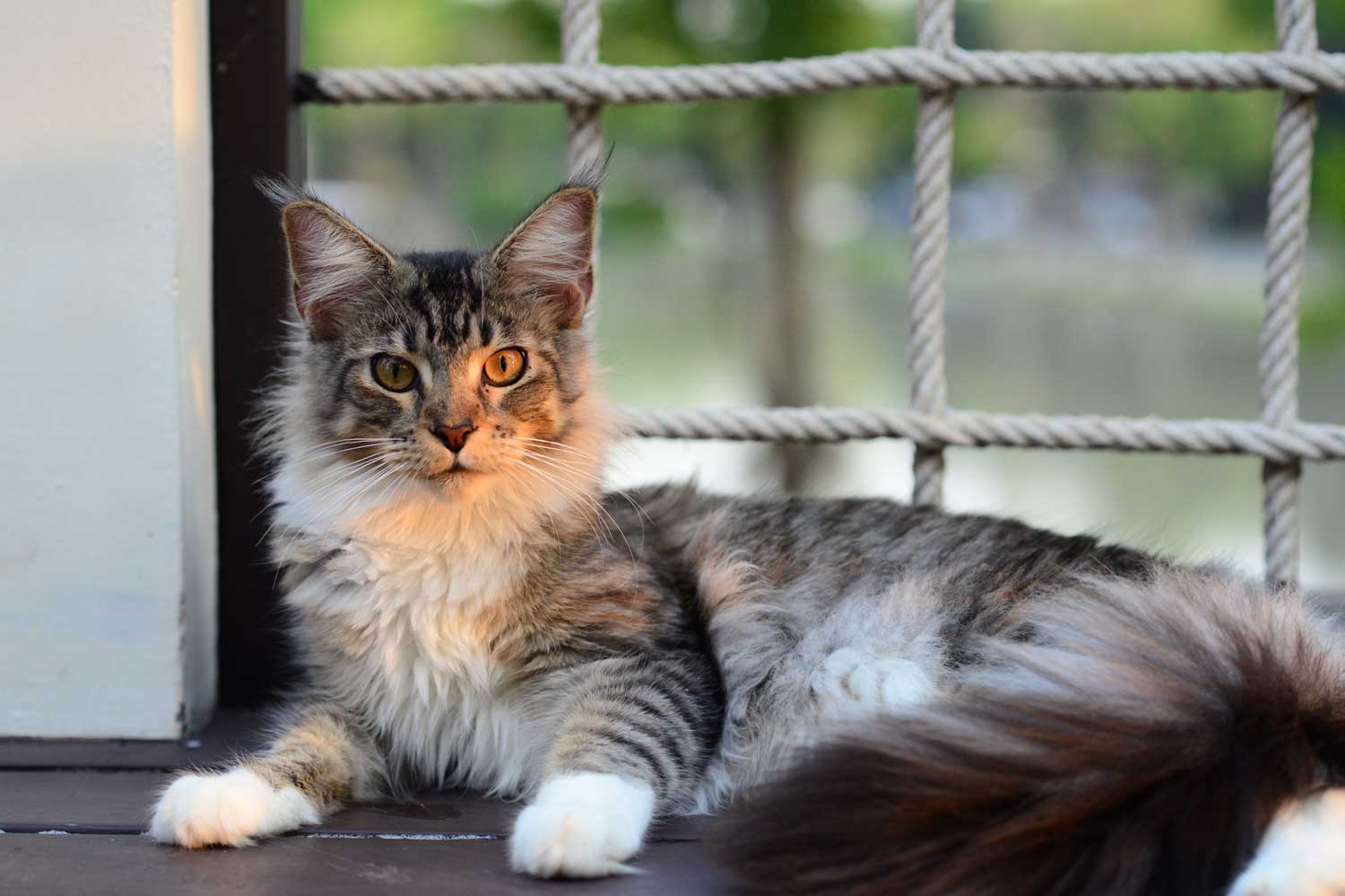 Maine Coon Cattery Bangkok Professional Maine Coon Breeder Thailand
