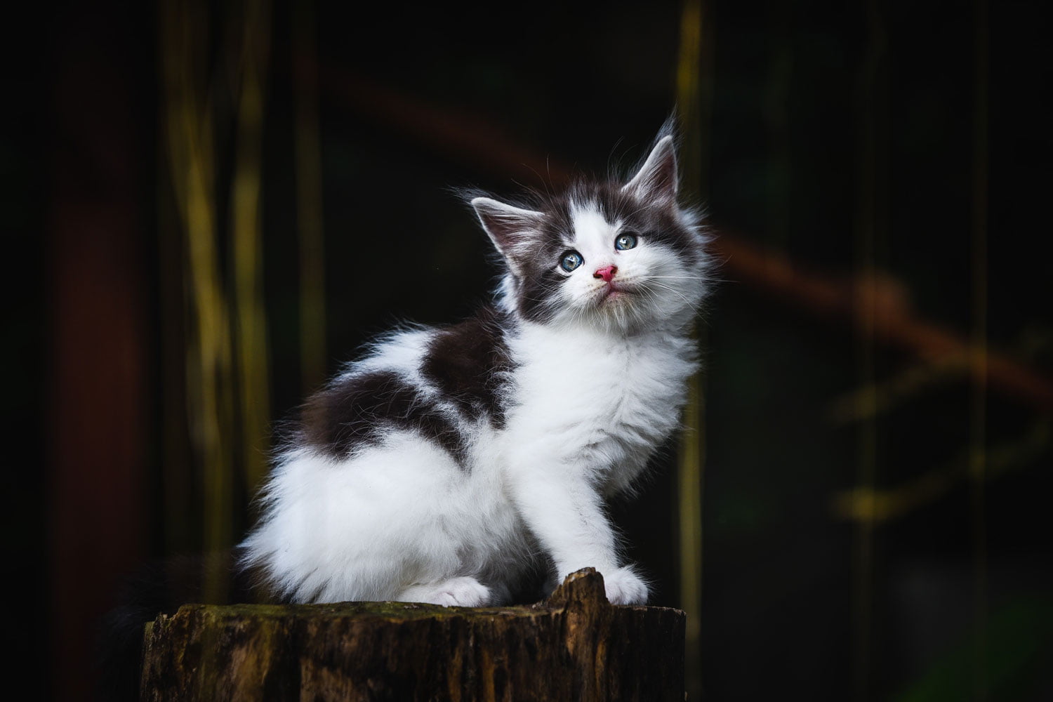 Winsochacooon Cattery Maine Coon Kitten Available In Bangkok Thailand